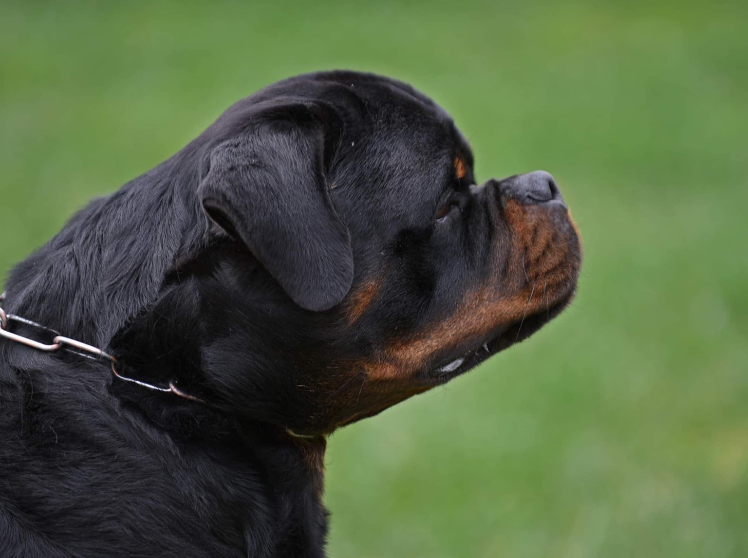 Doctor Timit-Tor – Guardian Rottweilers