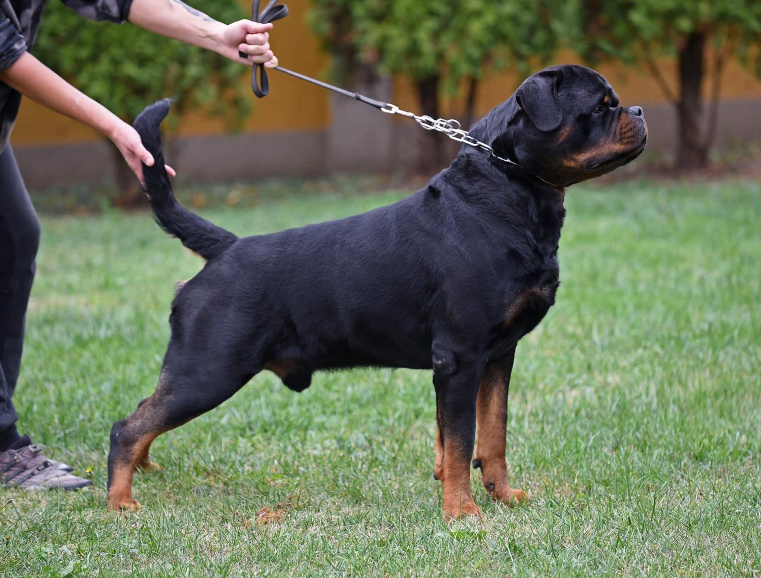 Doctor Timit-Tor – Guardian Rottweilers