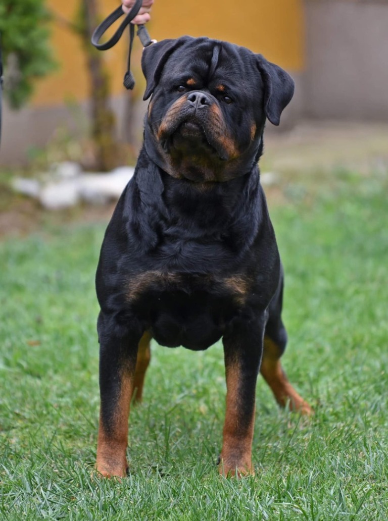 Doctor Timit-Tor – Guardian Rottweilers