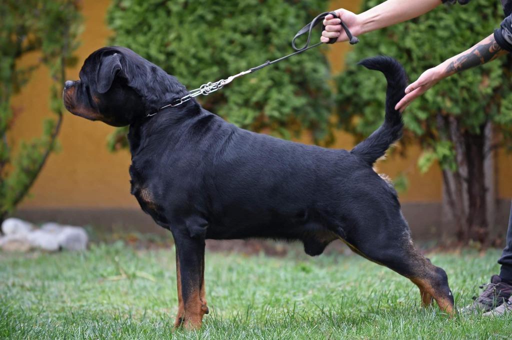 Doctor Timit-Tor – Guardian Rottweilers