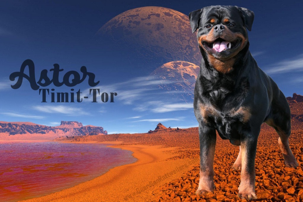 Astor Timit-Tor – Guardian Rottweilers