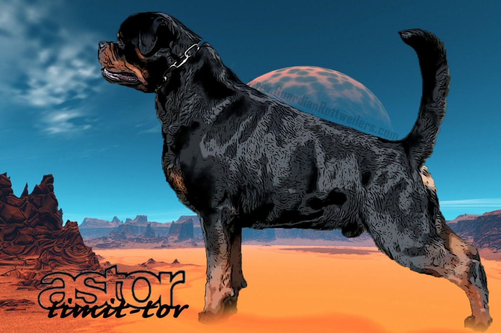 Astor Timit-Tor – Guardian Rottweilers
