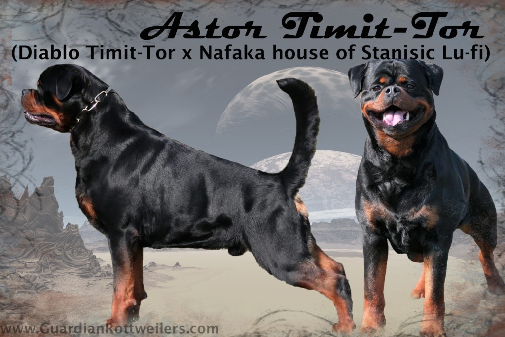 Astor Timit-Tor – Guardian Rottweilers