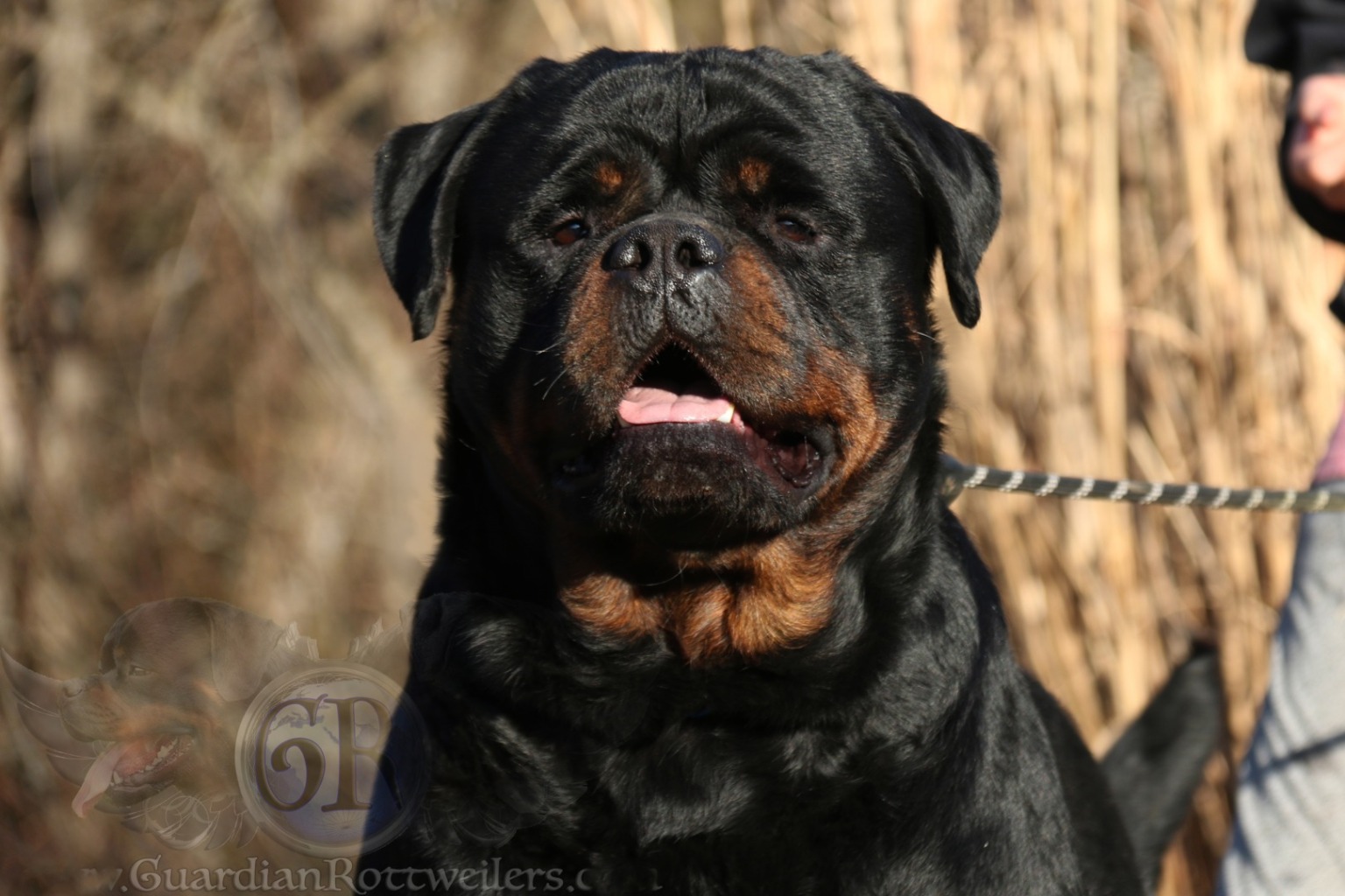 Goliath Vom Boki’s Hause – Guardian Rottweilers