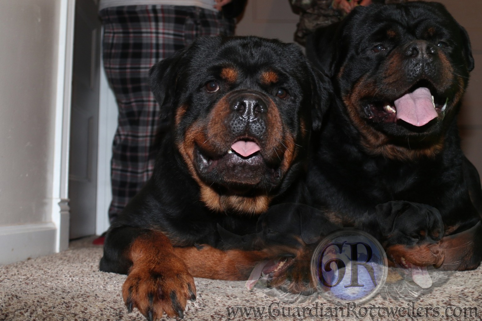PUPPIES! – Guardian Rottweilers