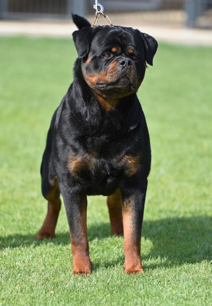 Astor Timit-Tor – Guardian Rottweilers