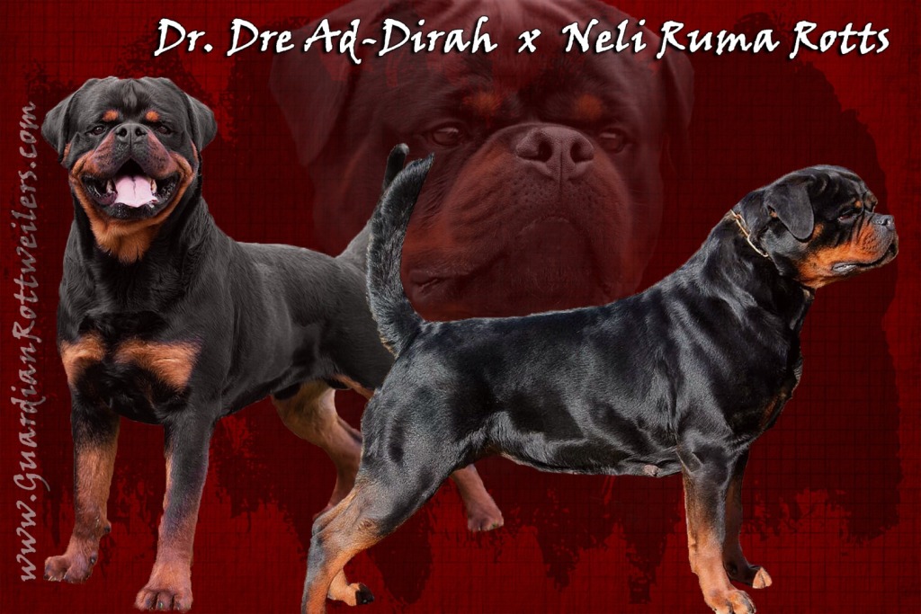 Dr. Dre Boys! – Guardian Rottweilers