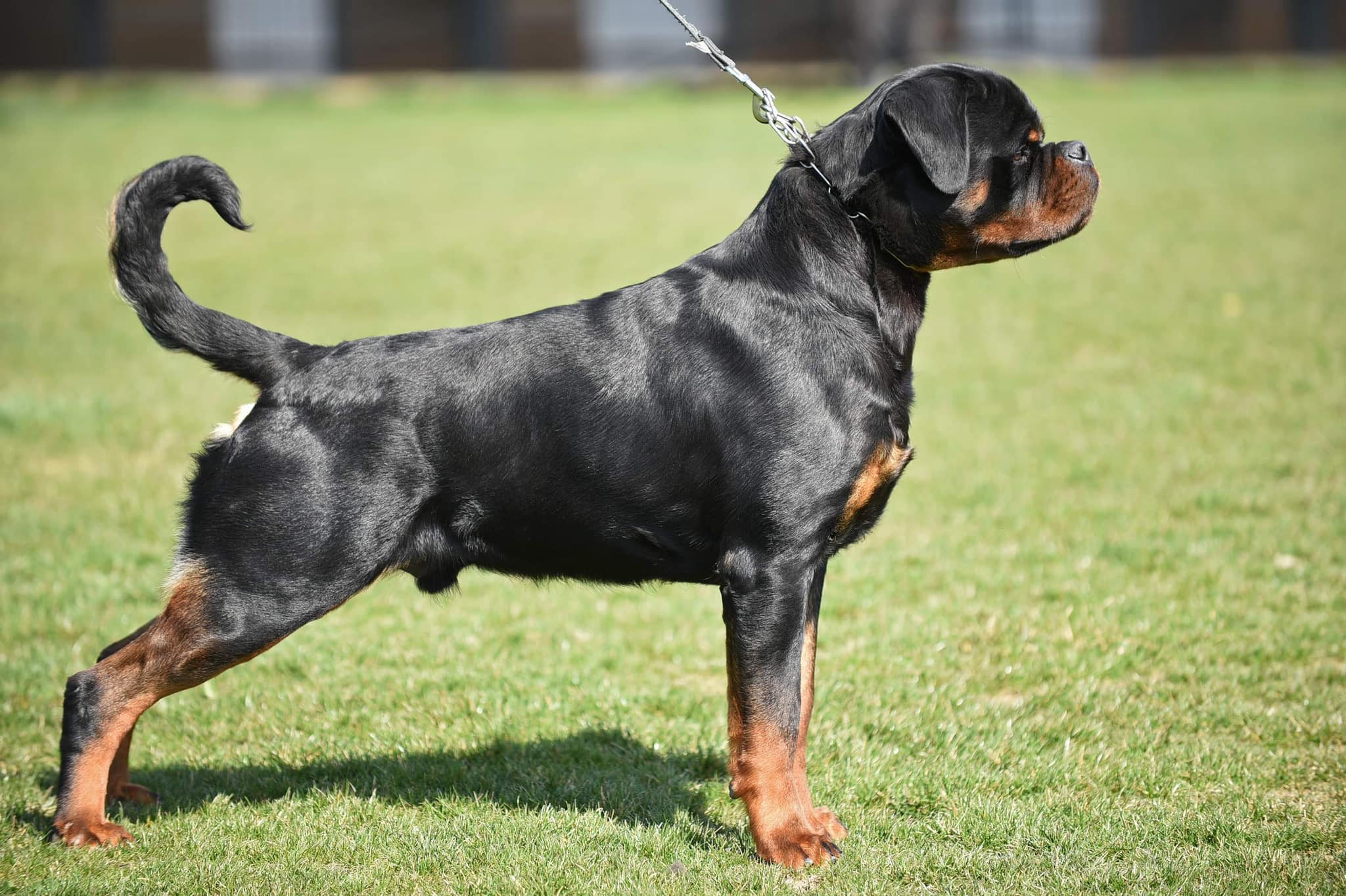 Zel Zel Timit-Tor – Guardian Rottweilers