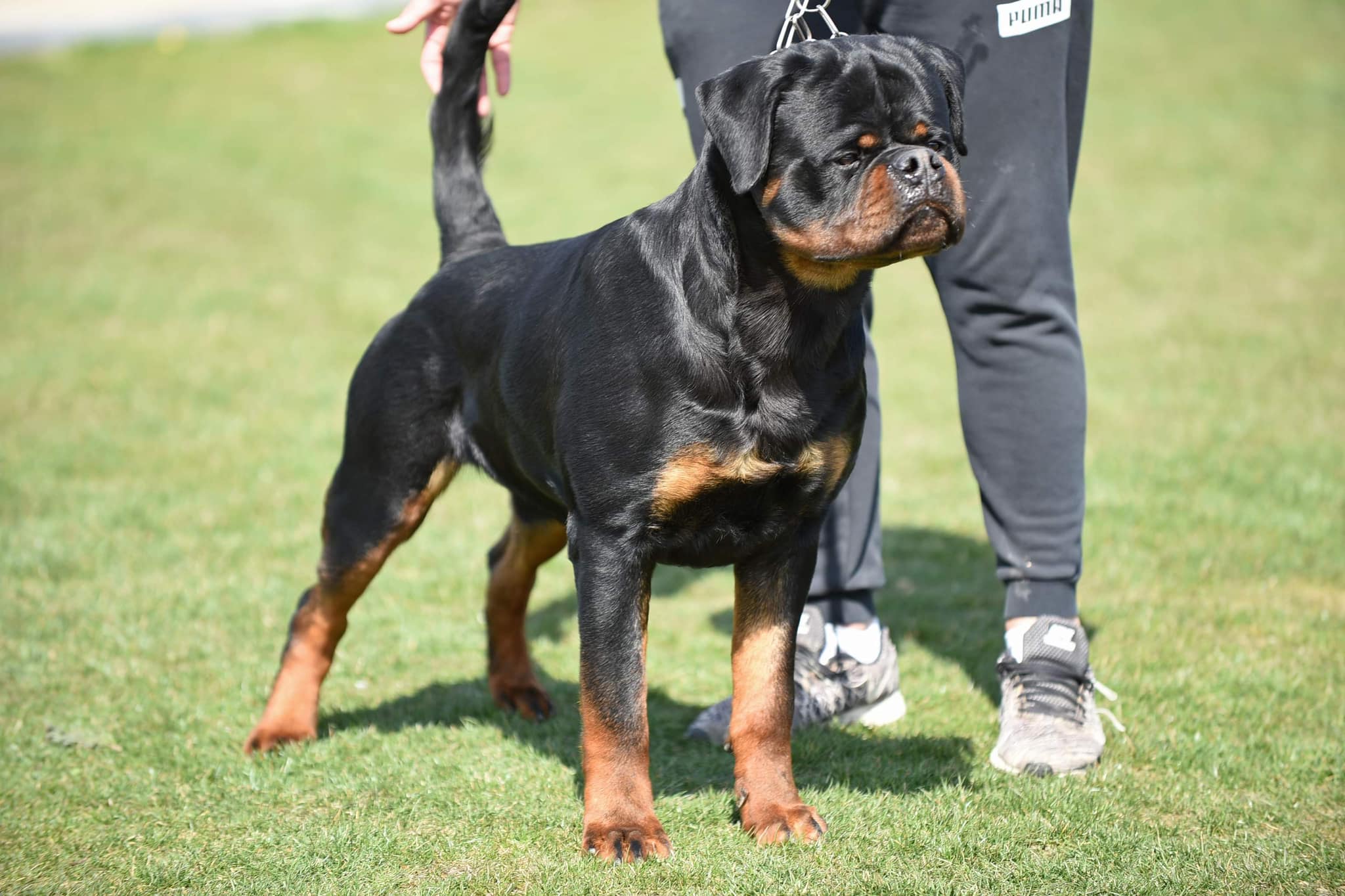 Zel Zel Timit-Tor – Guardian Rottweilers