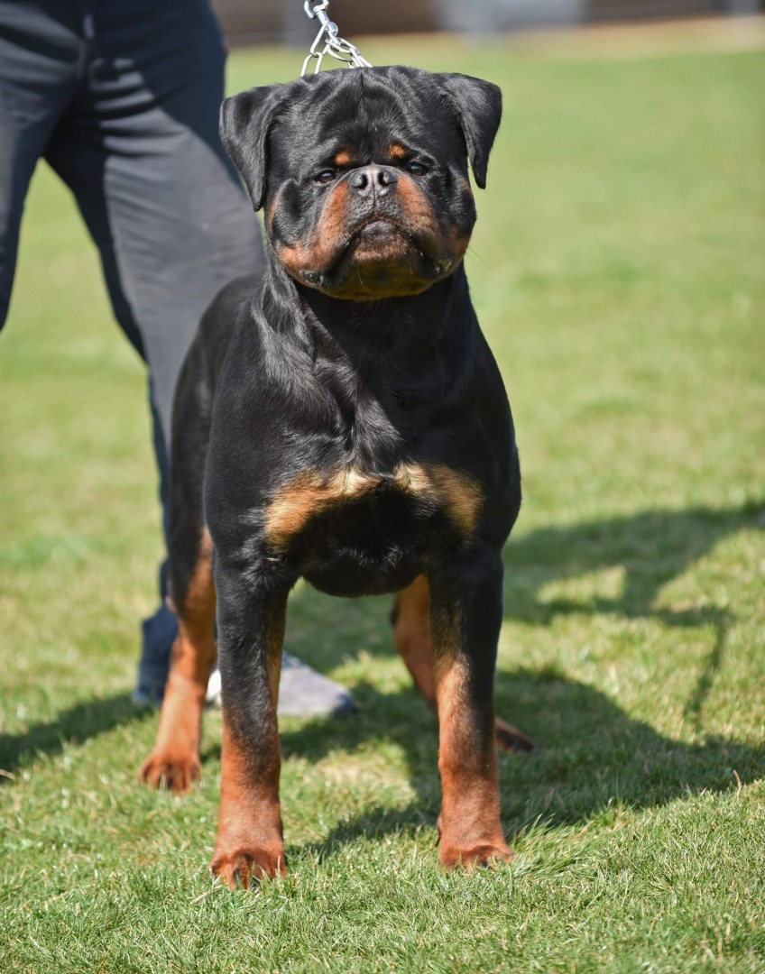 Zel Zel Timit-Tor – Guardian Rottweilers