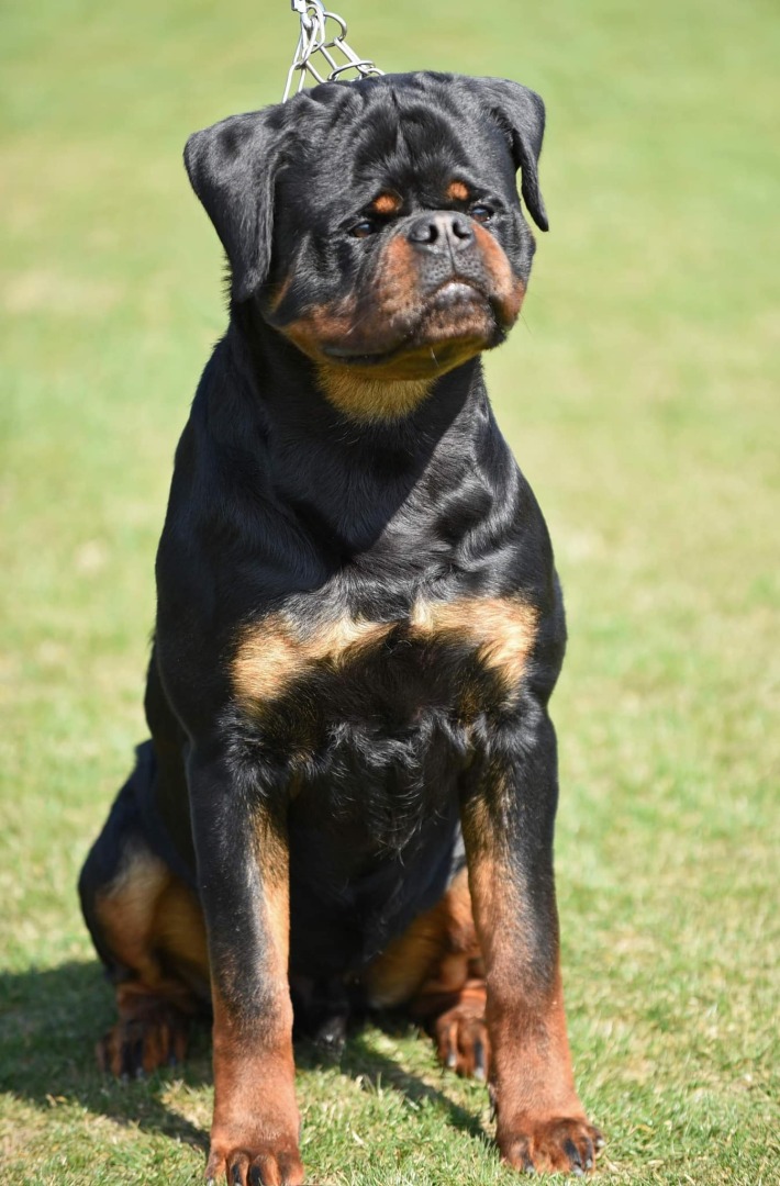 Zel Zel Timit-Tor – Guardian Rottweilers
