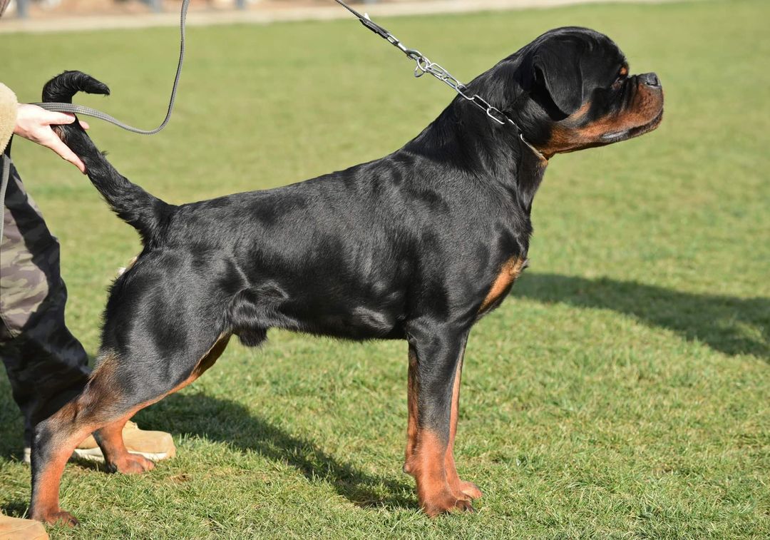 Zel Zel Timit-Tor – Guardian Rottweilers