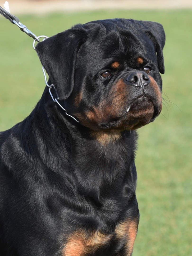 Zel Zel Timit-Tor – Guardian Rottweilers