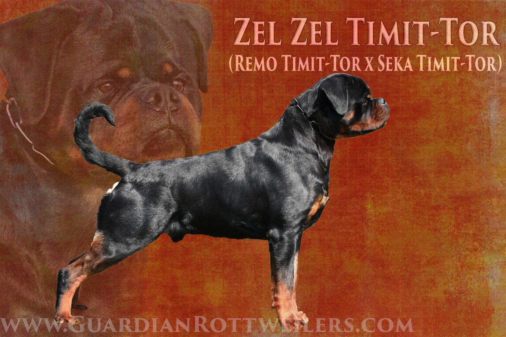 Zel Zel Timit-Tor – Guardian Rottweilers