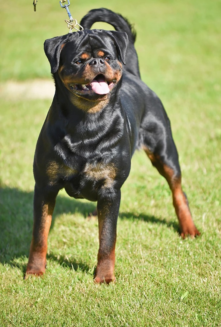 Zel Zel Timit-Tor – Guardian Rottweilers