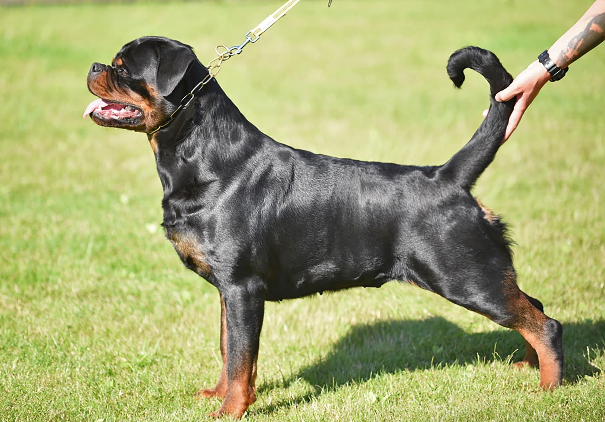 Zel Zel Timit-Tor – Guardian Rottweilers