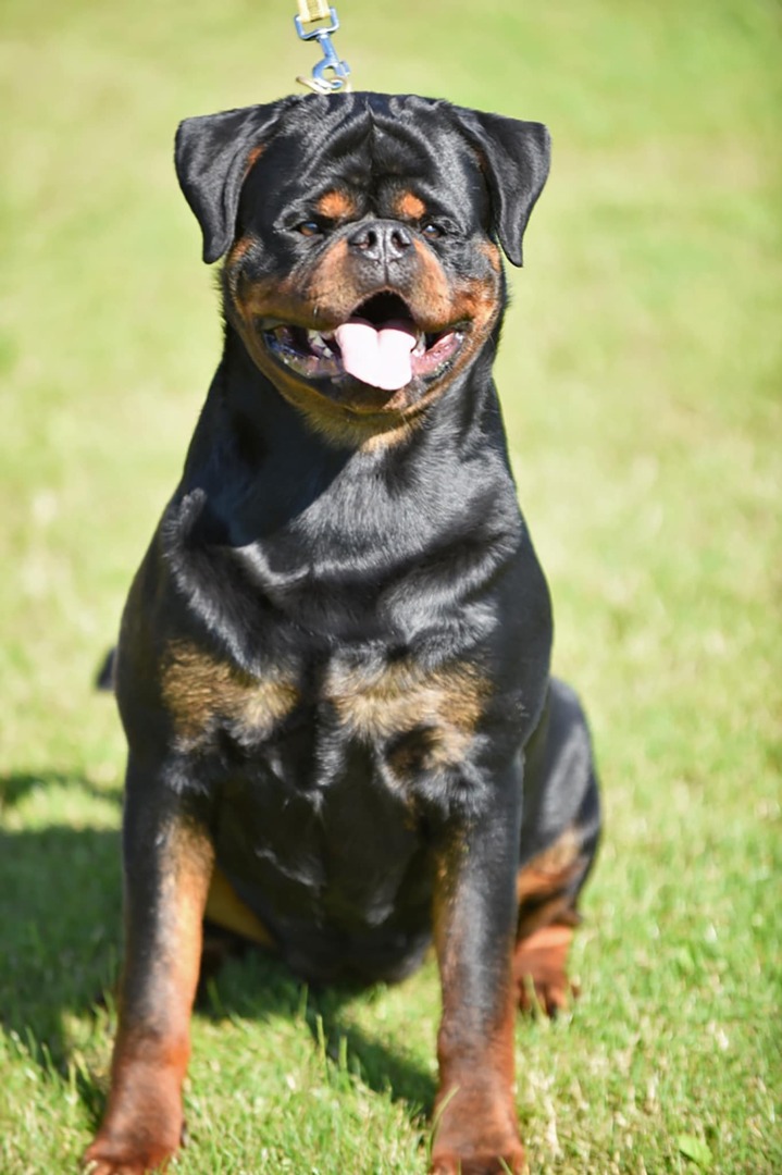 Zel Zel Timit-Tor – Guardian Rottweilers