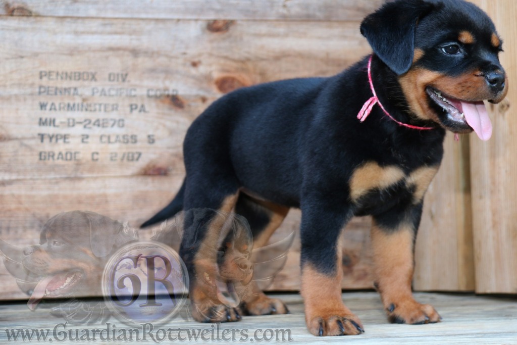 Guardian Kimber – Guardian Rottweilers