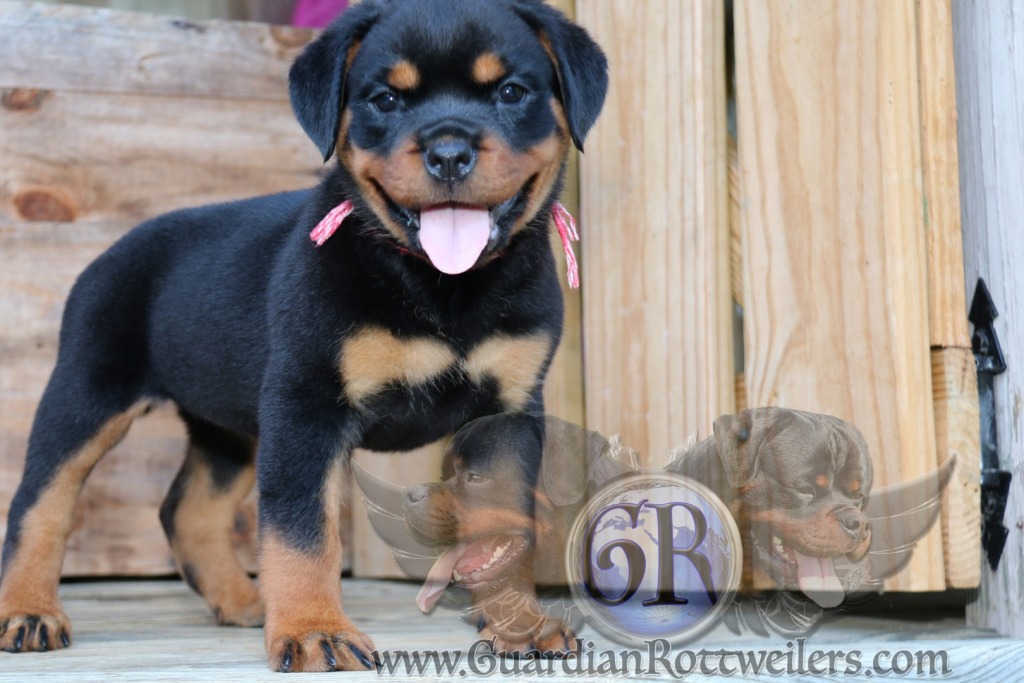 Guardian Kimber – Guardian Rottweilers