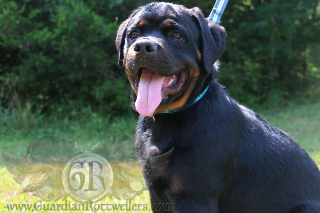 Nikola’s Lion Imports! – Guardian Rottweilers