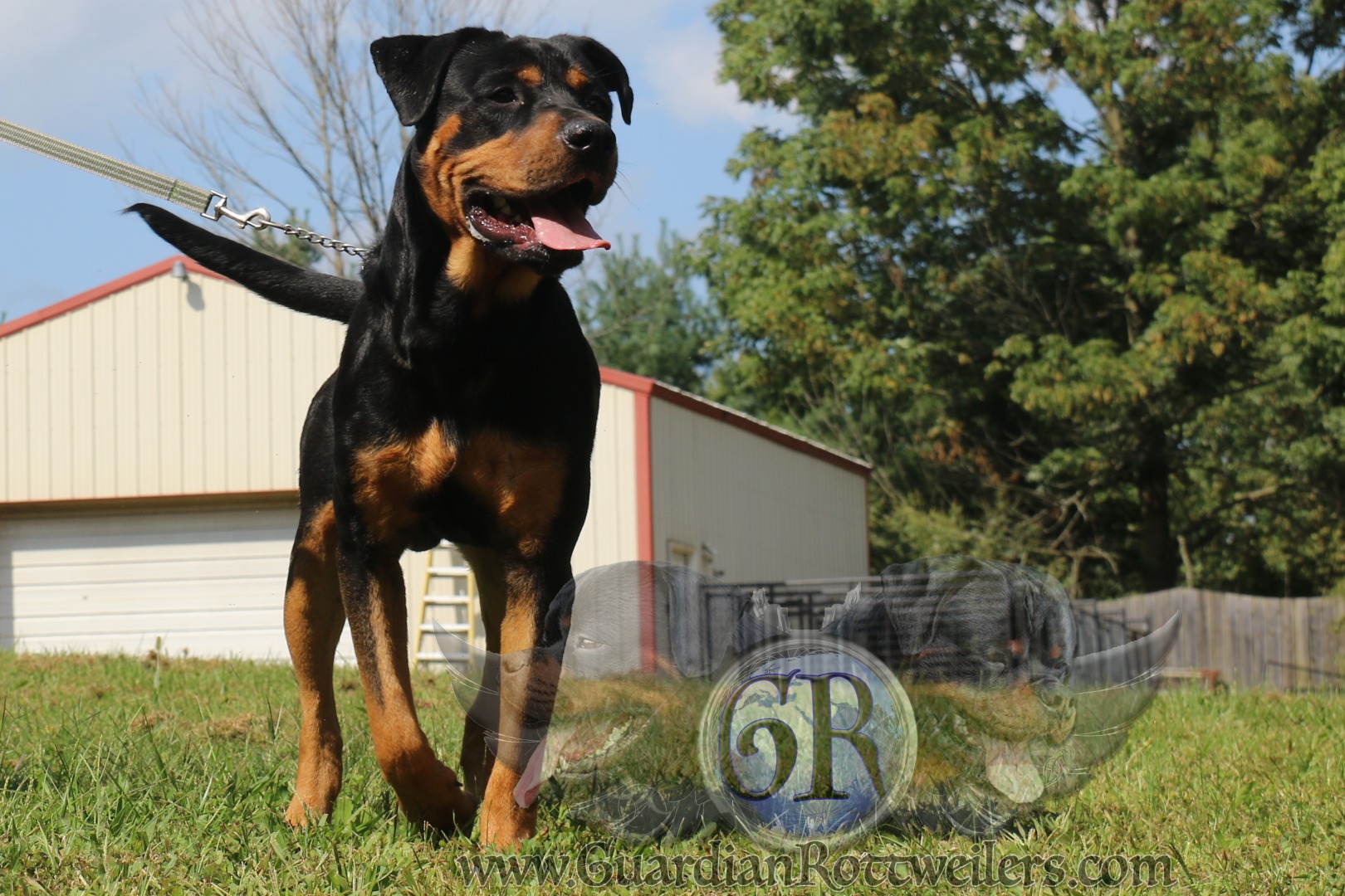Homer & Marge – Guardian Rottweilers