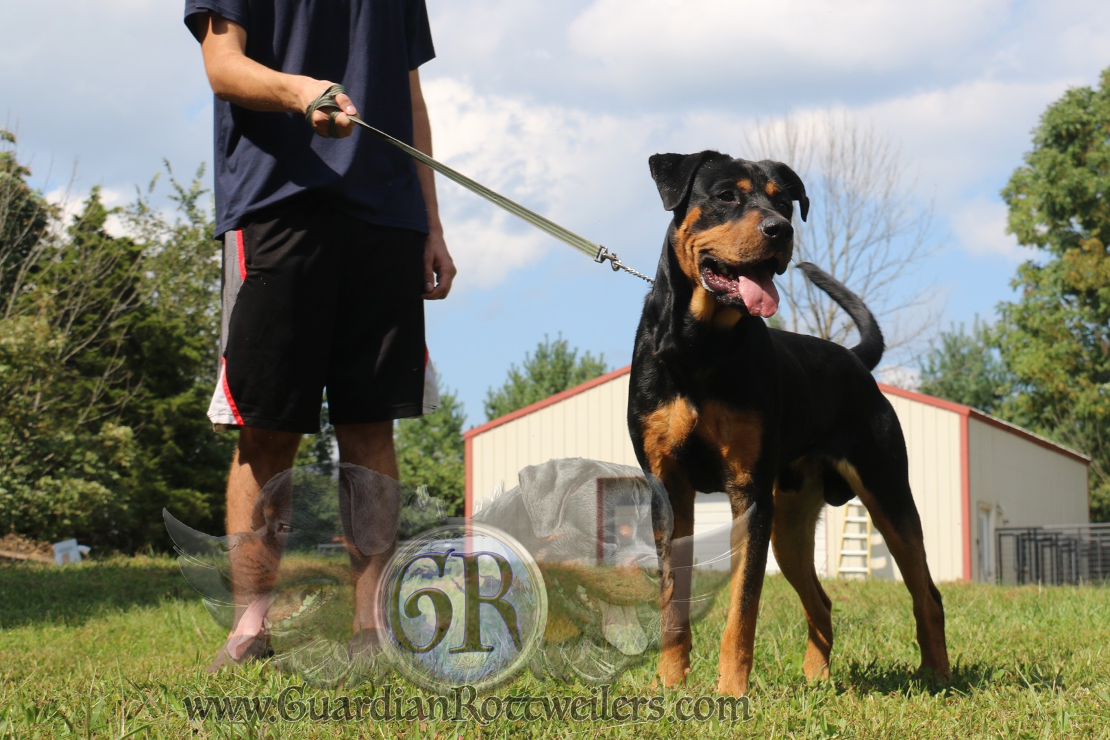 Homer & Marge – Guardian Rottweilers