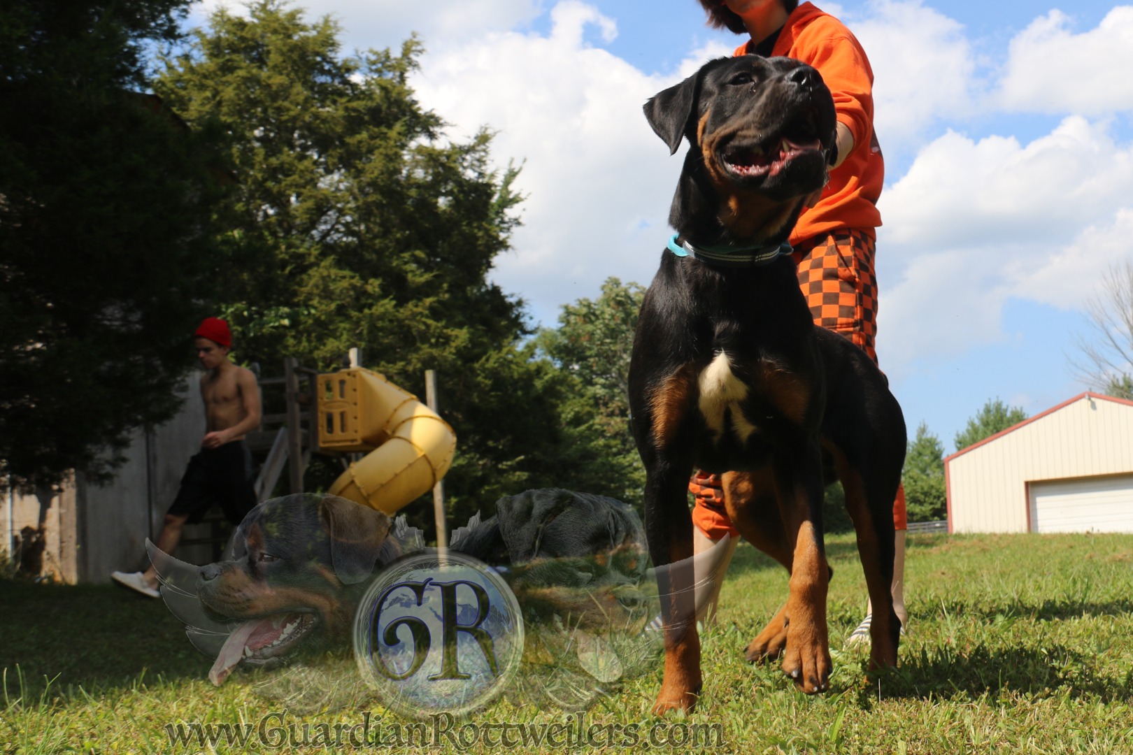 Homer & Marge – Guardian Rottweilers