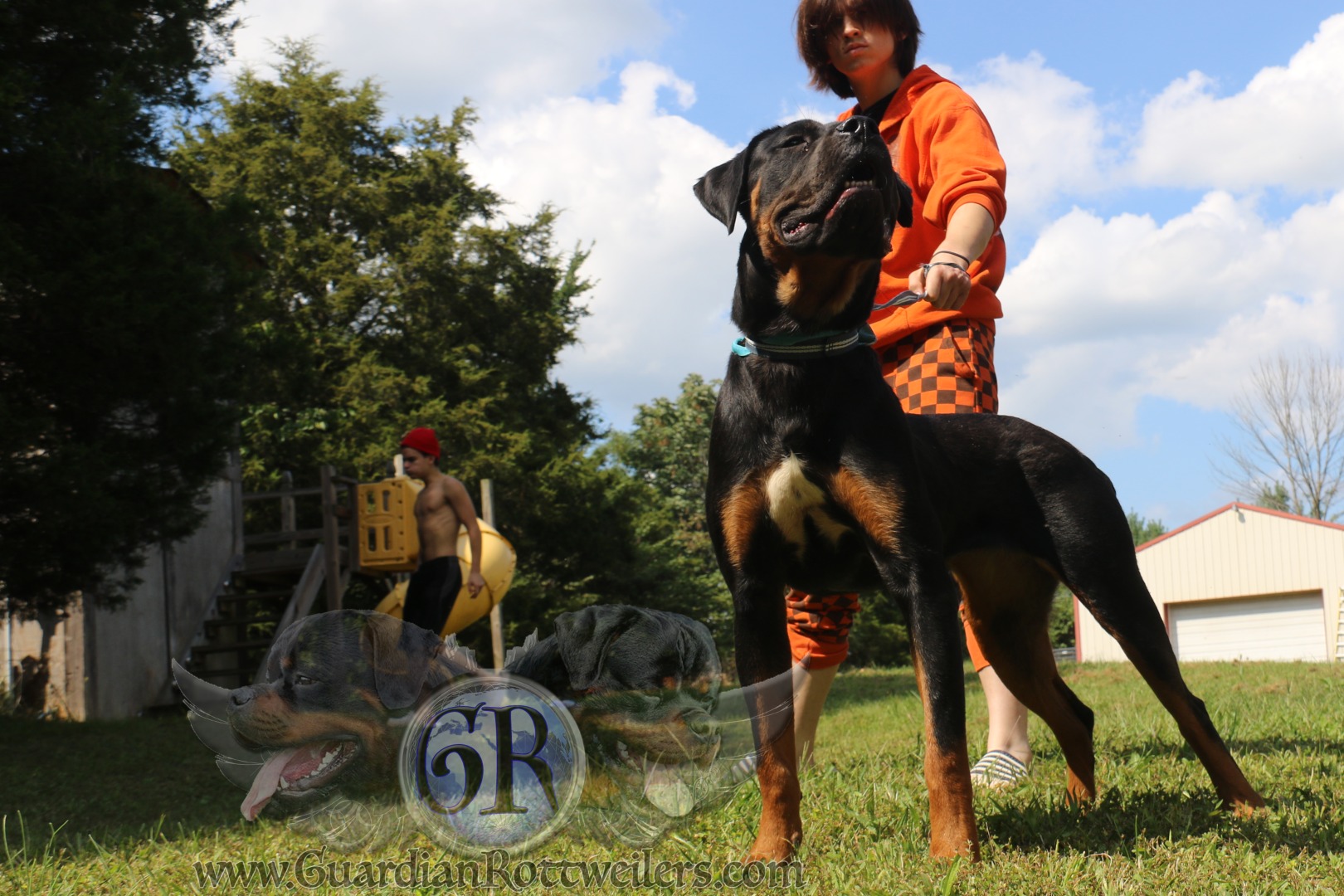 Homer & Marge – Guardian Rottweilers