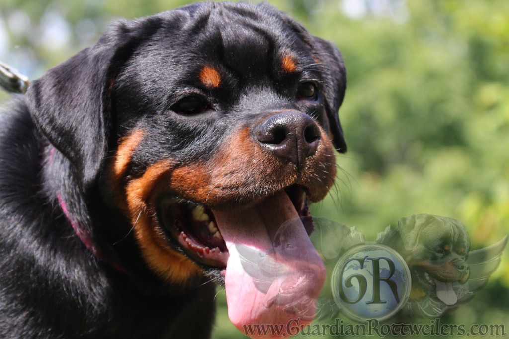 Import: Benny x Sigma – Guardian Rottweilers