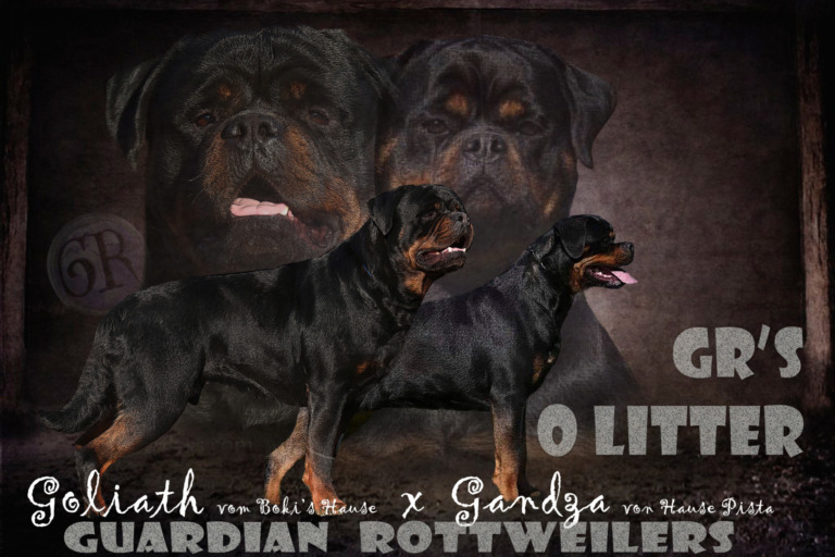 O Litter: Goliath x Gandza – Guardian Rottweilers