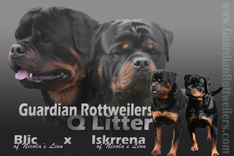 PUPPIES! – Guardian Rottweilers