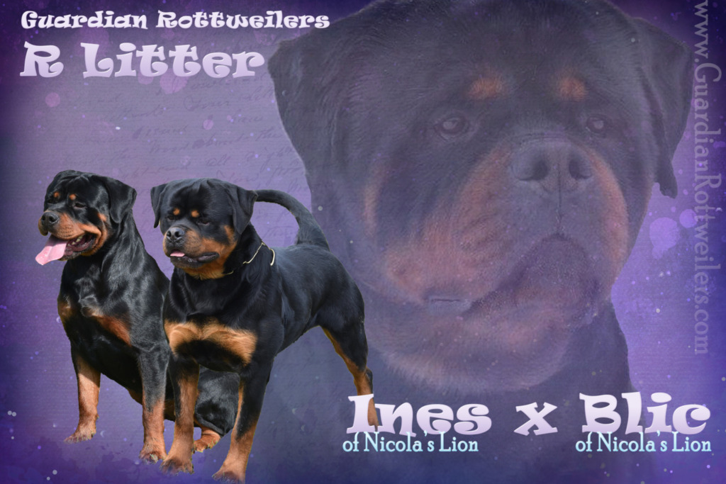 PUPPIES! – Guardian Rottweilers