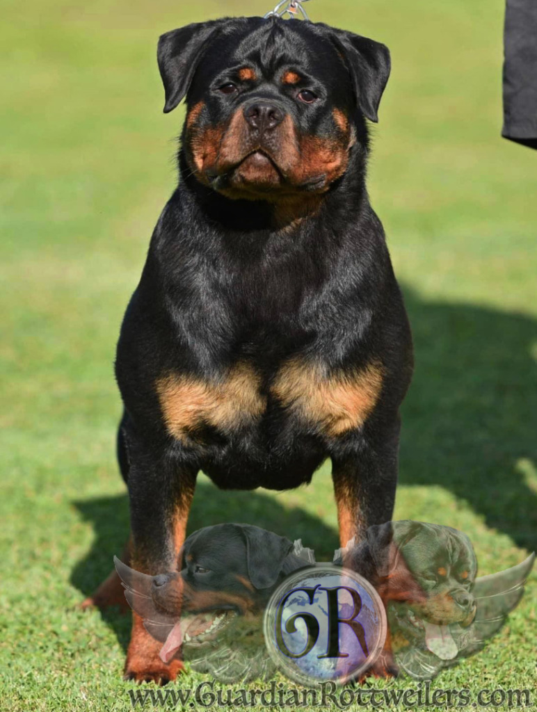“Panther” Black Lady Timit Tor – Guardian Rottweilers