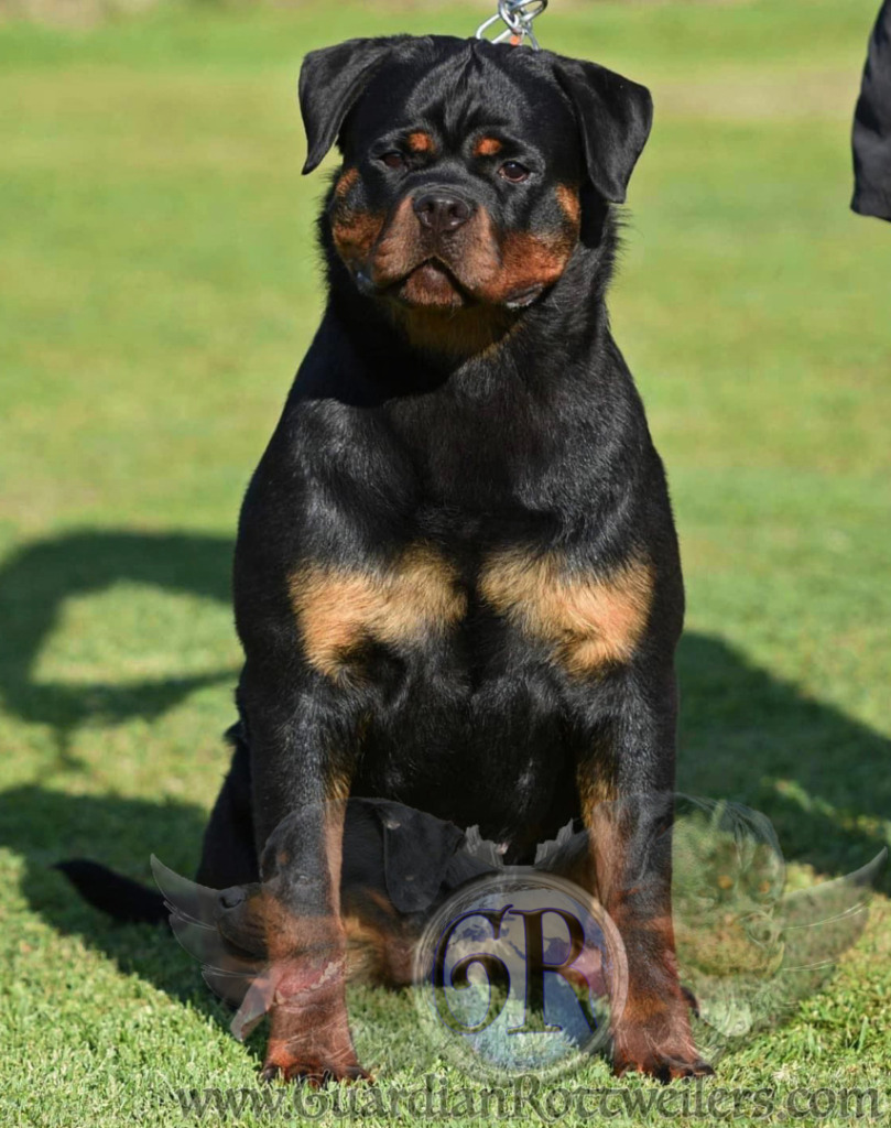 “Panther” Black Lady Timit Tor – Guardian Rottweilers