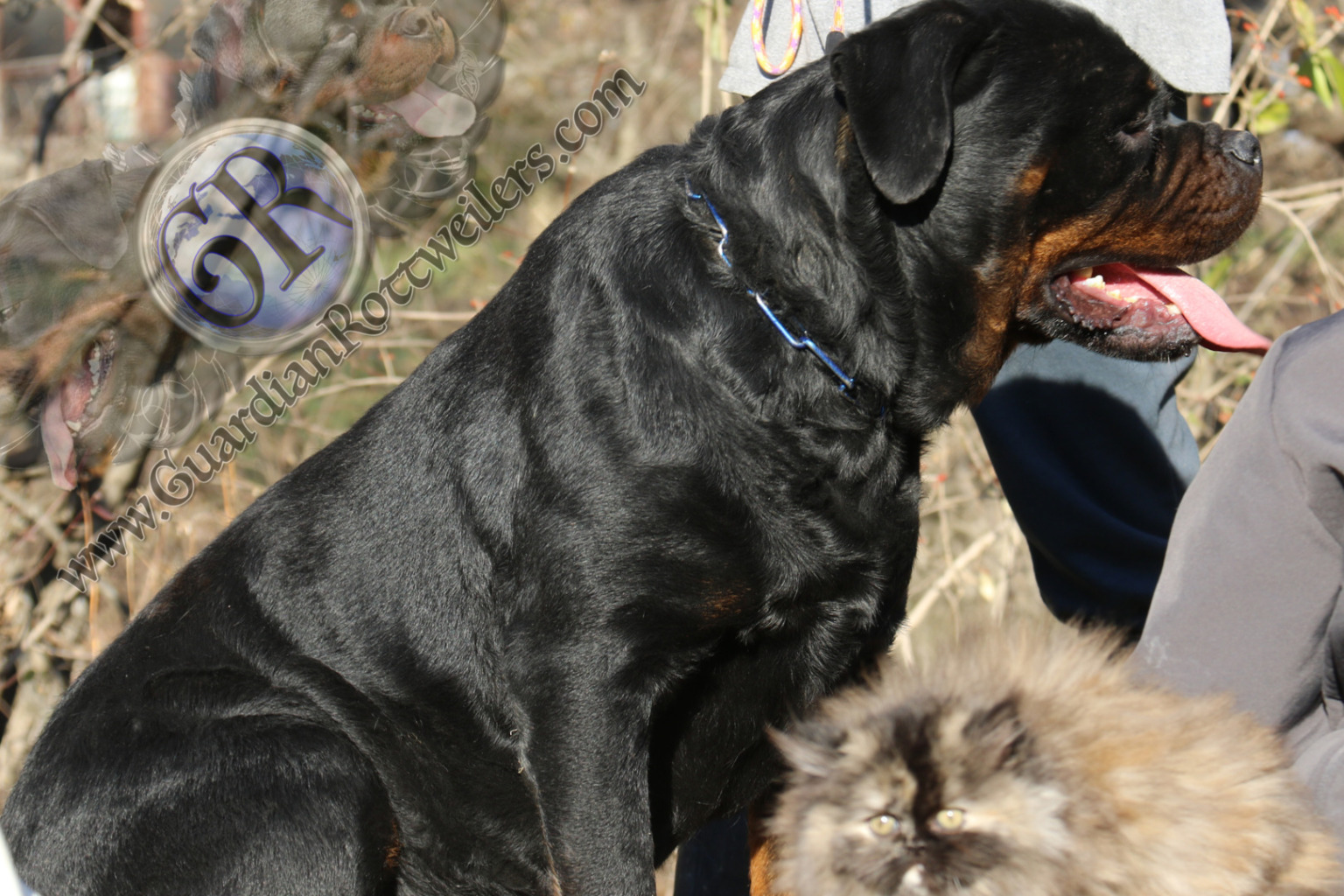 Goliath Vom Boki’s Hause – Guardian Rottweilers