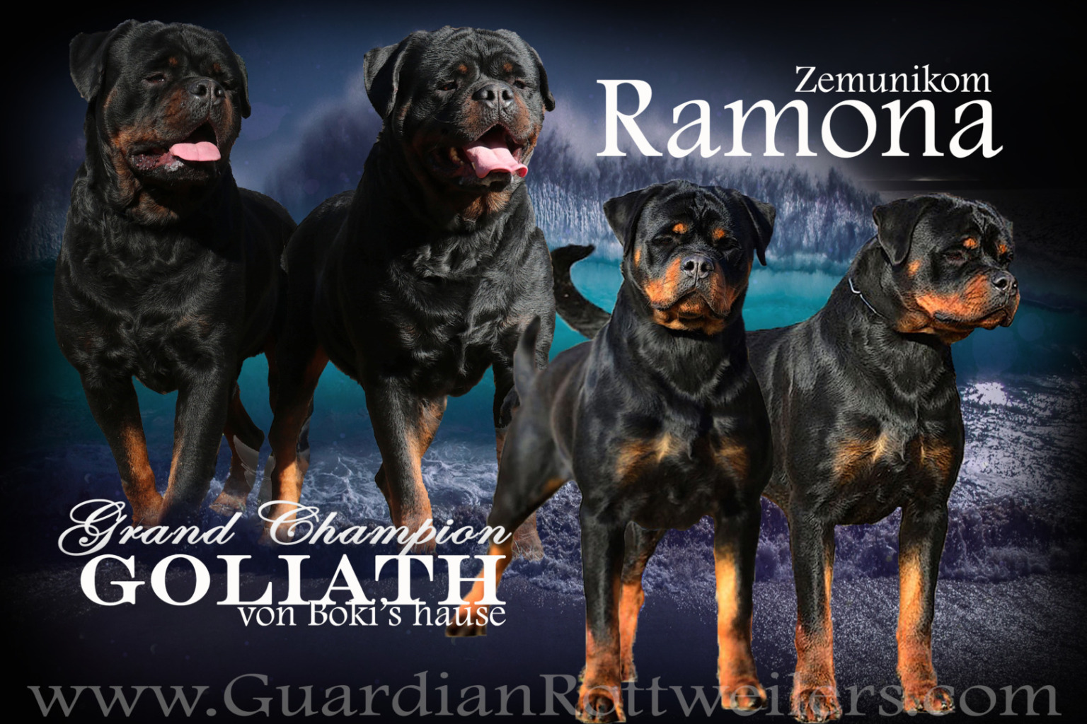 Goliath x Ramona – Guardian Rottweilers