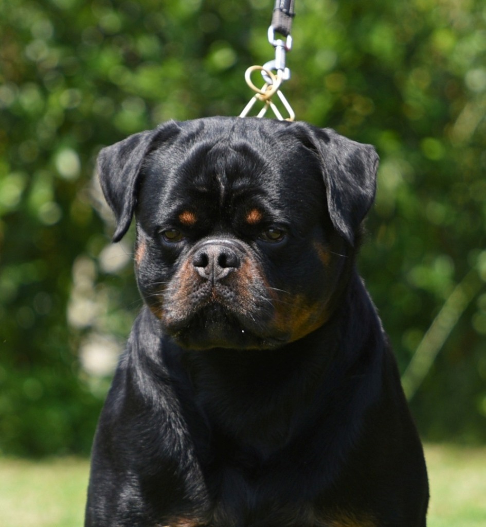 Python vom hause Edelstein – Guardian Rottweilers