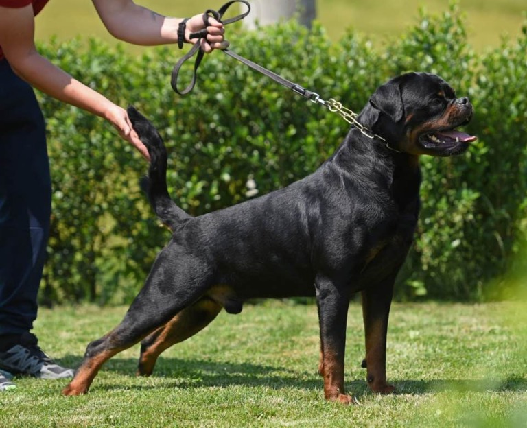 Hector von hause Pista – Guardian Rottweilers