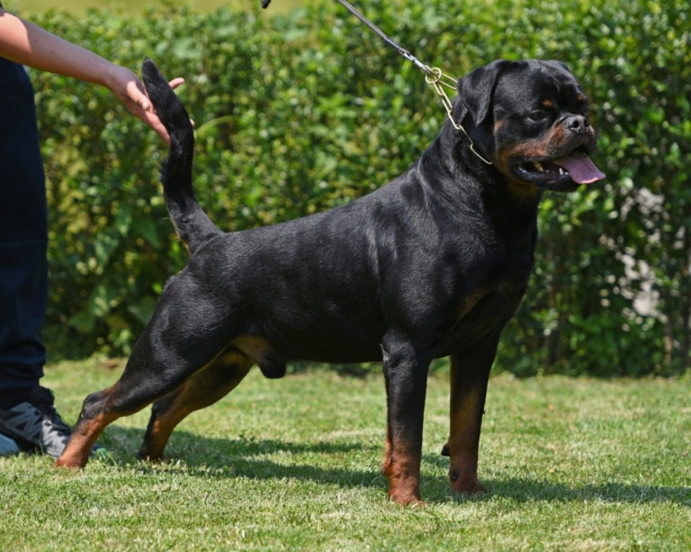 Hector von hause Pista – Guardian Rottweilers