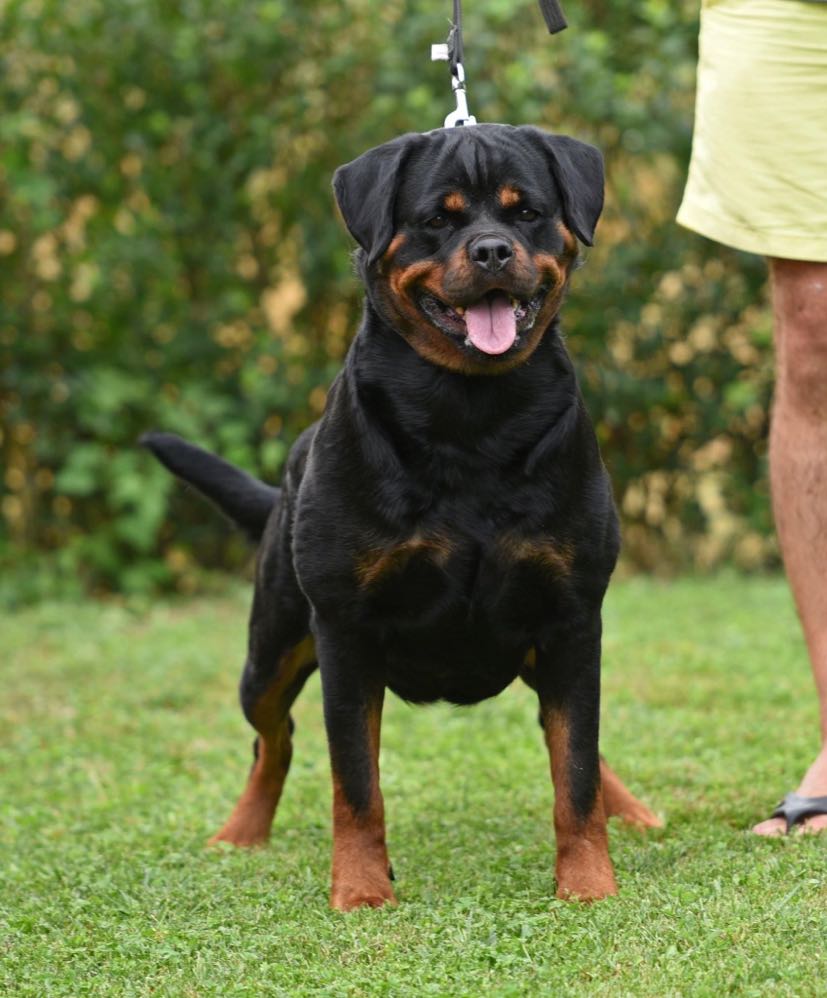 Toby von hause Pista – Guardian Rottweilers