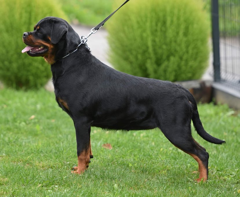 Toby von hause Pista – Guardian Rottweilers