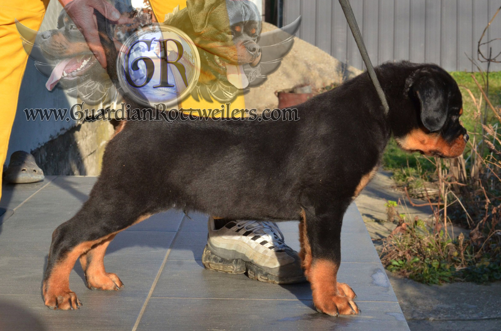 IMPORT: Top Remo Male! – Guardian Rottweilers