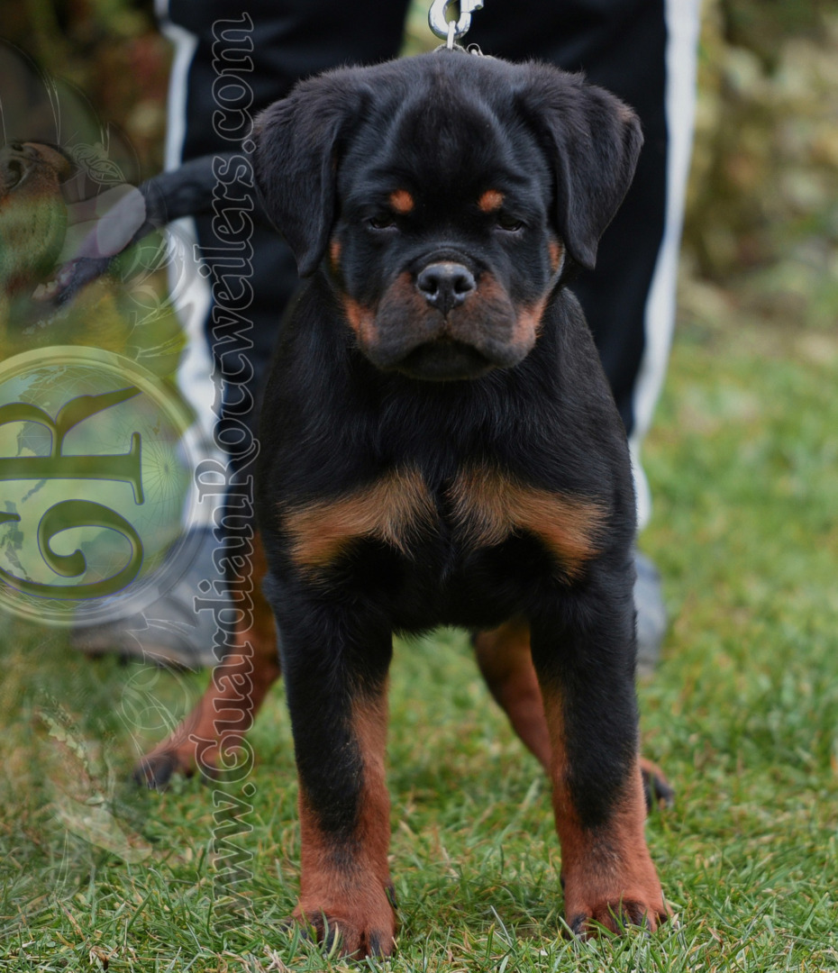 Toby von hause Pista – Guardian Rottweilers