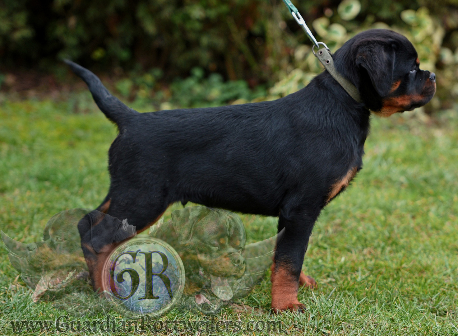 Toby von hause Pista – Guardian Rottweilers