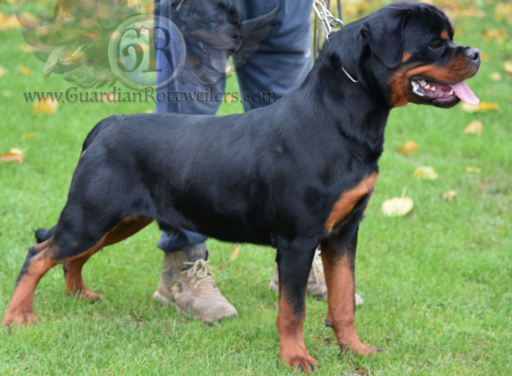 Illo of Nicola’s Lion – Guardian Rottweilers