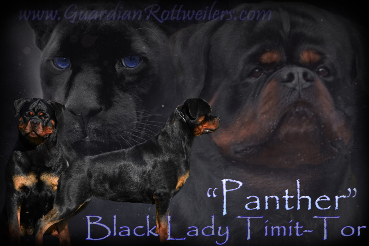 “Panther” Black Lady Timit Tor – Guardian Rottweilers