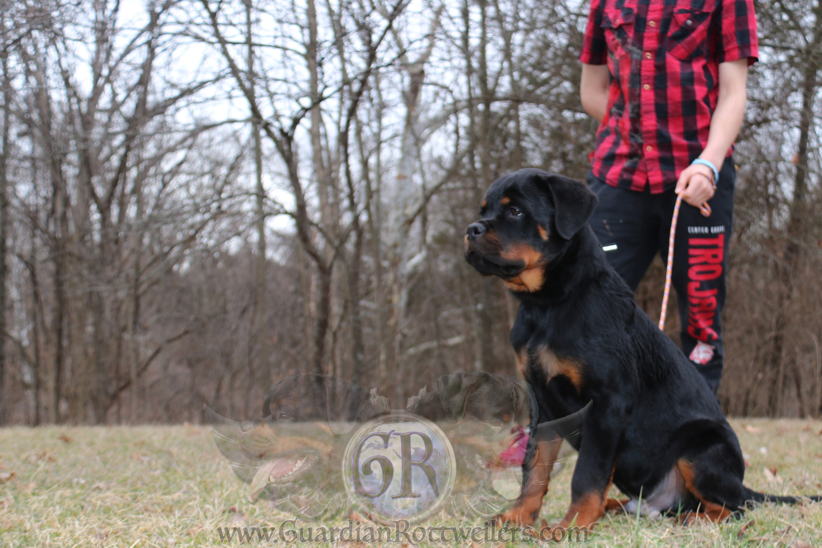 Toby von hause Pista – Guardian Rottweilers