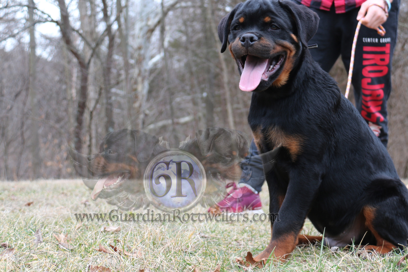 Toby von hause Pista – Guardian Rottweilers