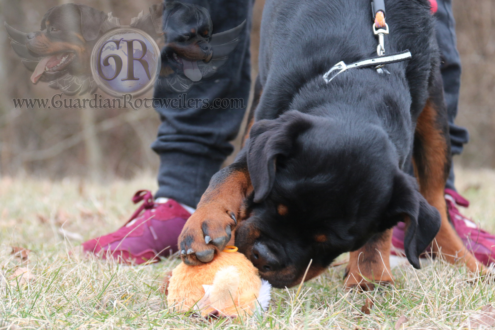 Toby von hause Pista – Guardian Rottweilers