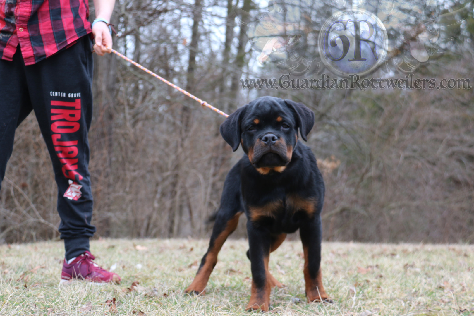 Toby von hause Pista – Guardian Rottweilers